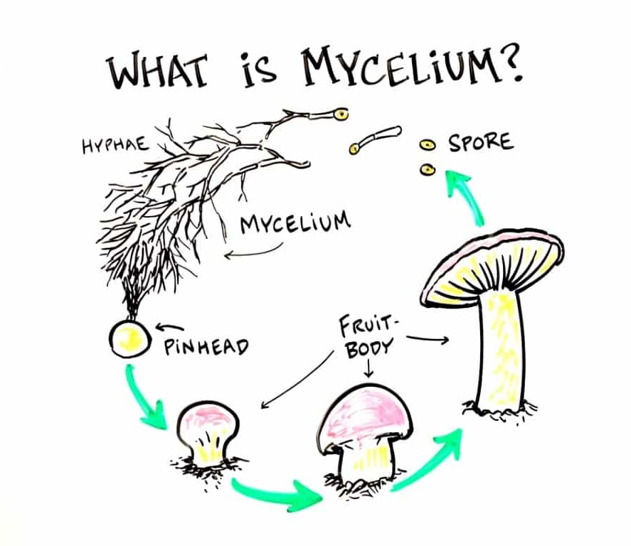 Mushroom Mycelium Powder